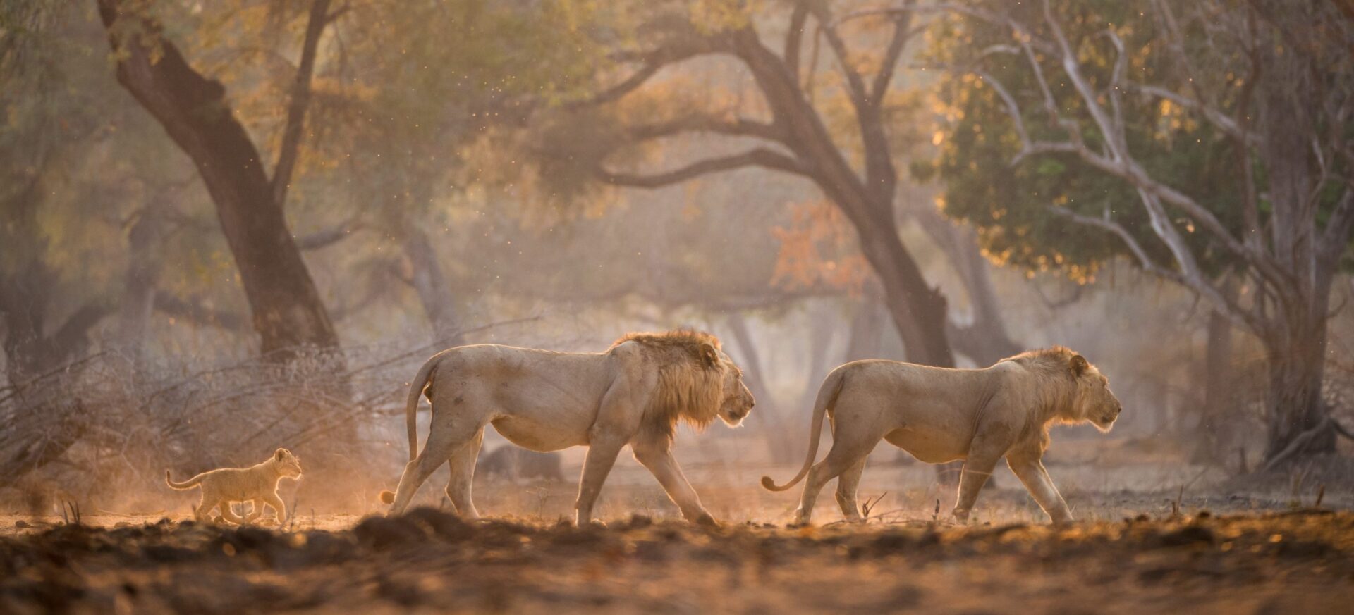 Safari Destination - Zimbabwe - Livingstone Safaris